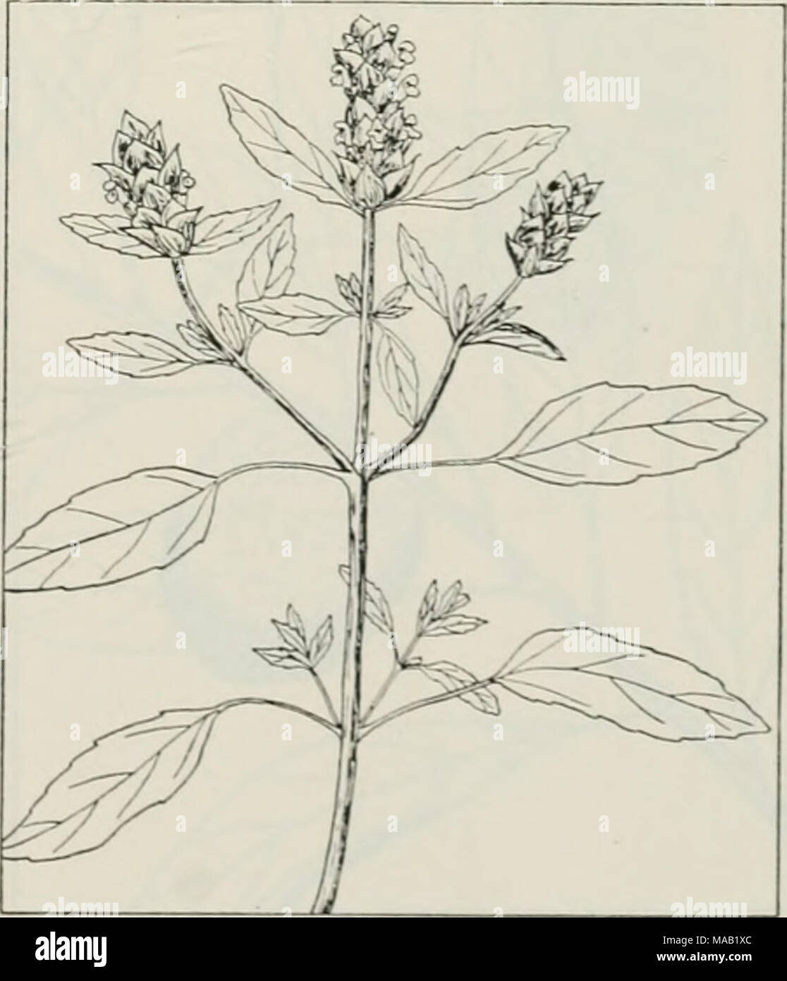 . The drug plants of Illinois Stock Photo - Alamy