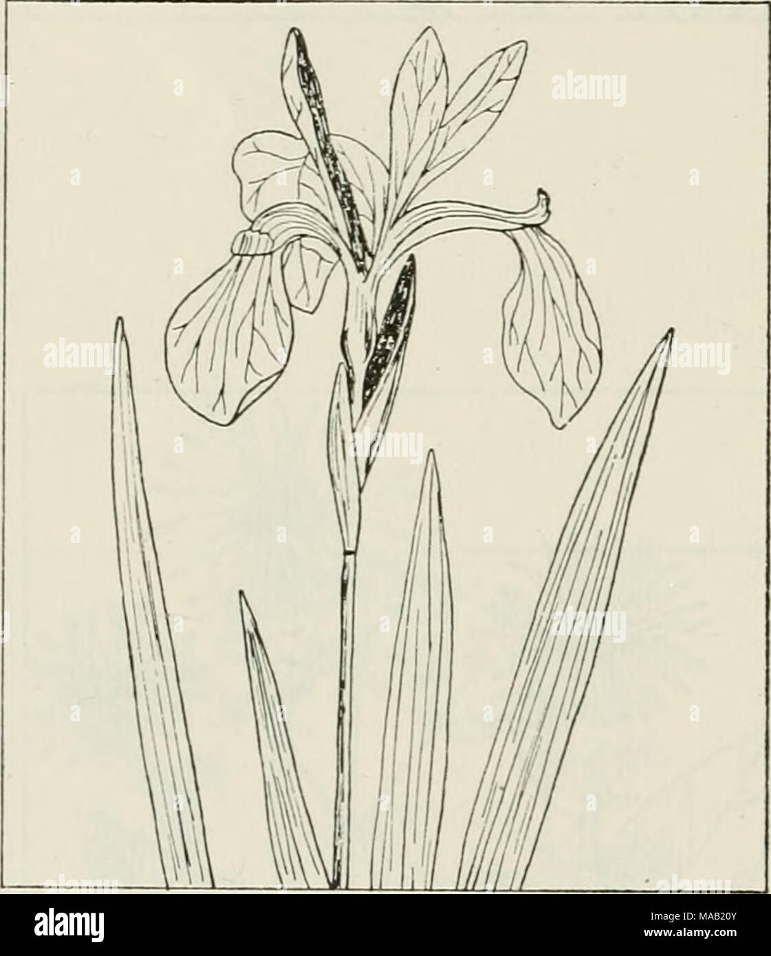 . The drug plants of Illinois . IRIS VERSICOLOR L. Blue flag, wild iris ...