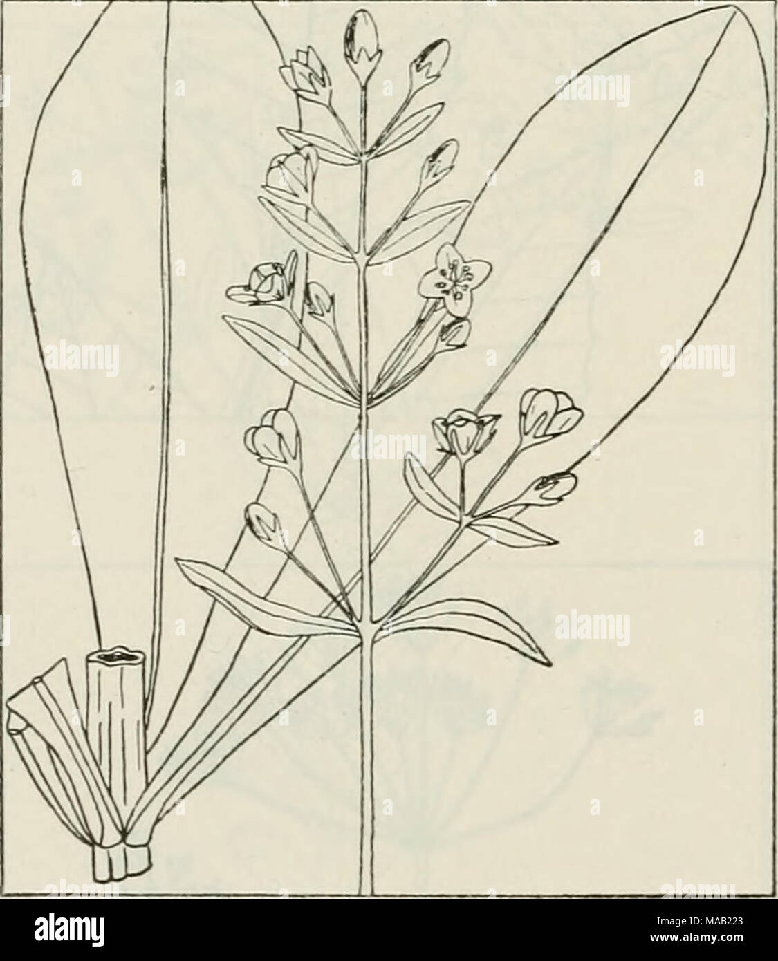 . The drug plants of Illinois . FRASERA GAROLINENSIS Walt. American ...