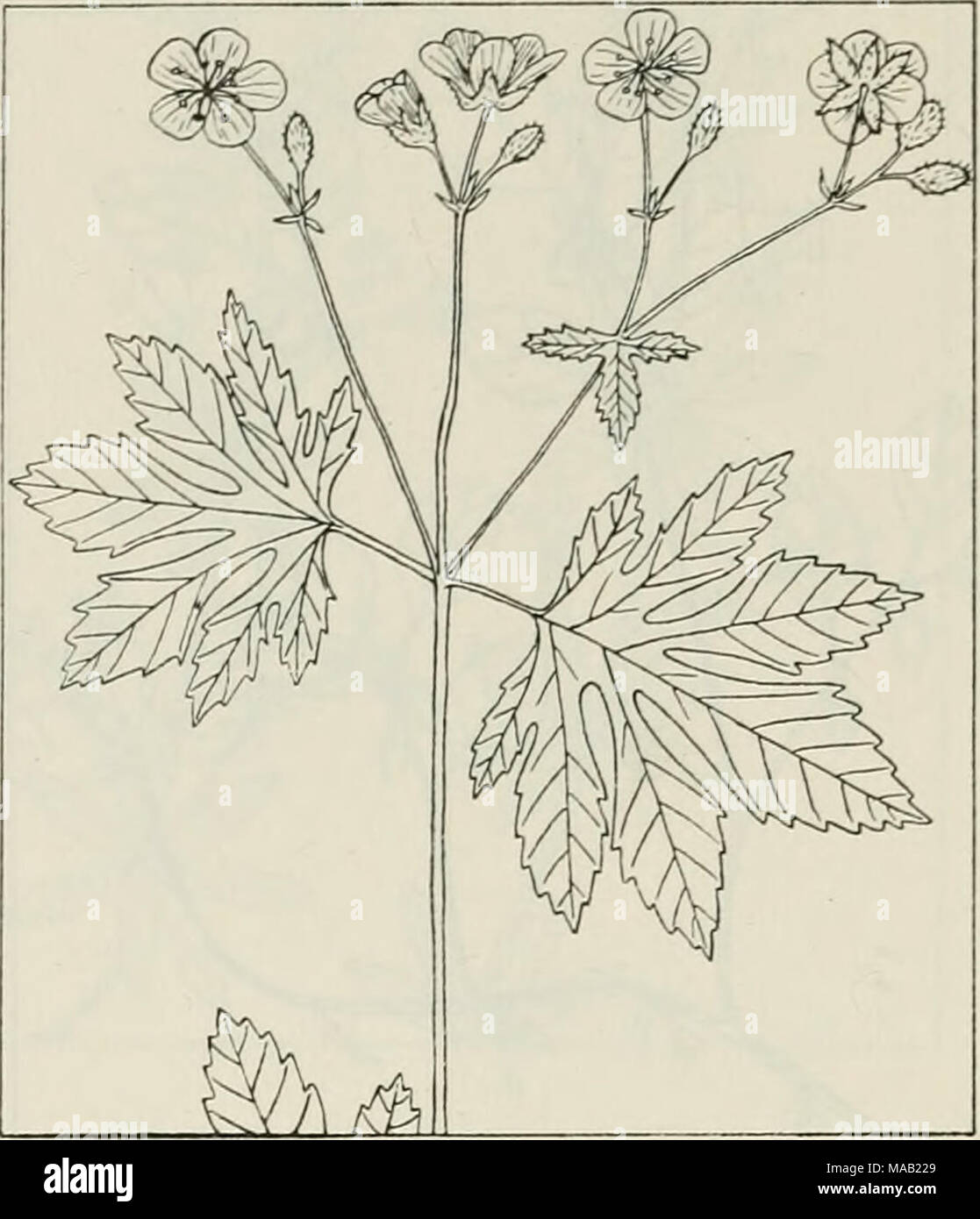 Palmately cleft leaves hi-res stock photography and images - Alamy