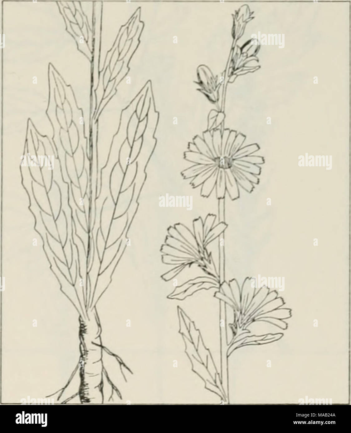 . The drug plants of Illinois . GIGUTA MAGULATA L. Hemlock, water ...