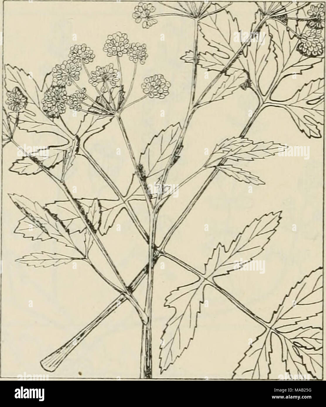 . The drug plants of Illinois Stock Photo - Alamy