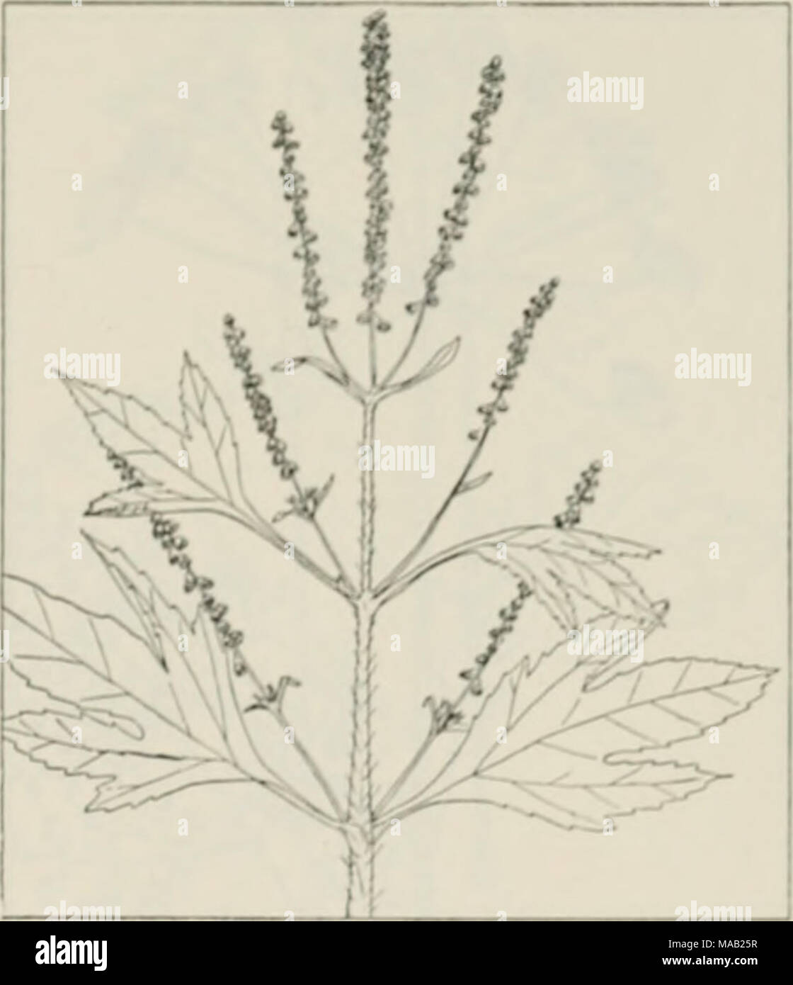 . The drug plants of Illinois Stock Photo - Alamy