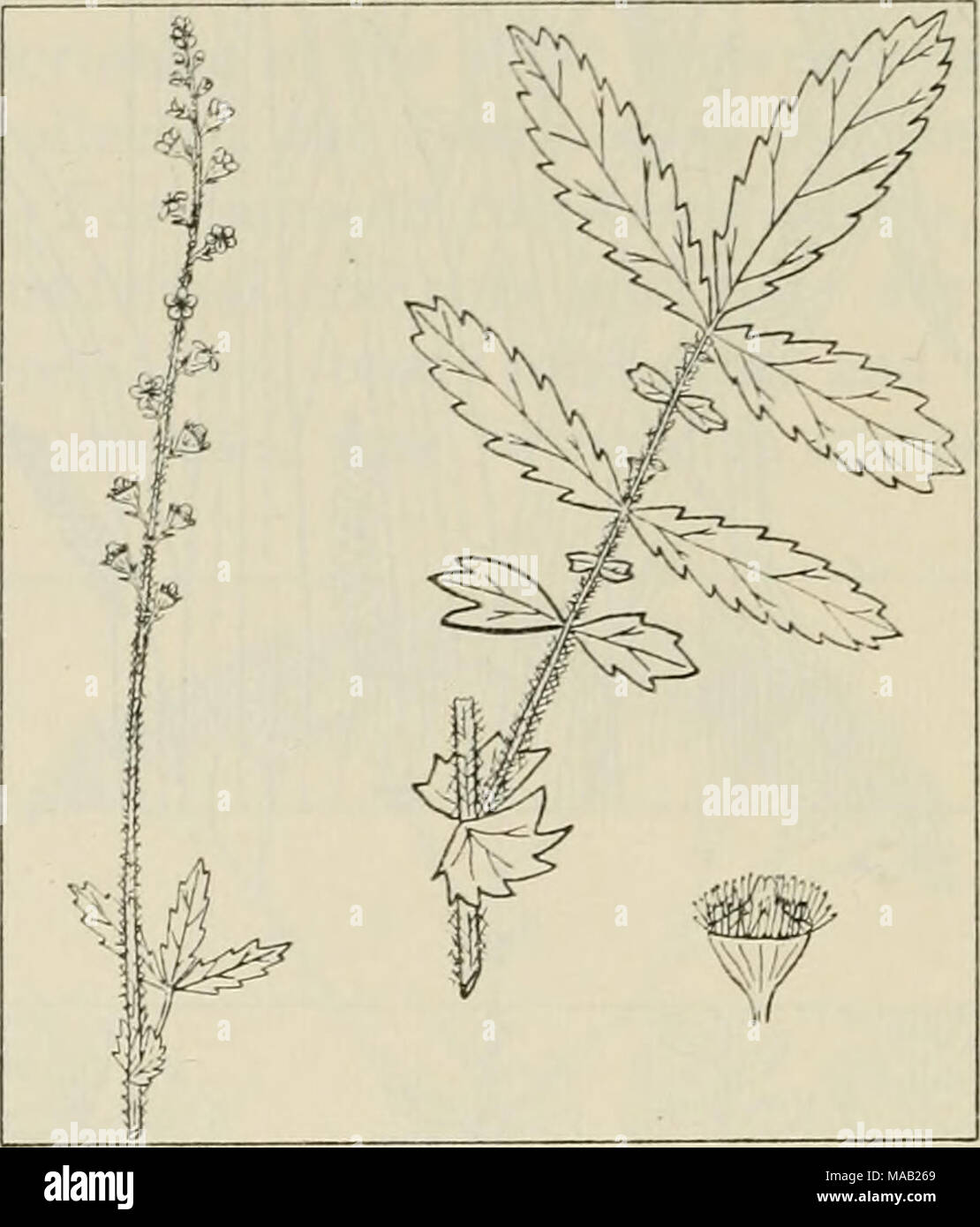 . The drug plants of Illinois . AGRIMONIA GRYPOSEPALA Wallr. Agrimony ...