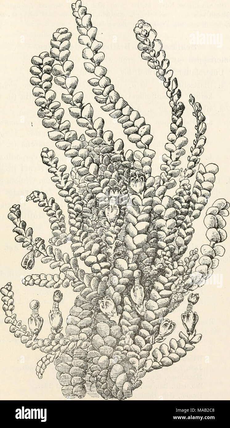 Lejeunea cavifolia hi-res stock photography and images - Alamy