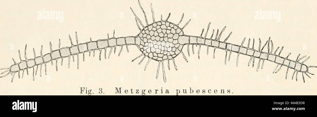 Rippenbildung hi-res stock photography and images - Alamy