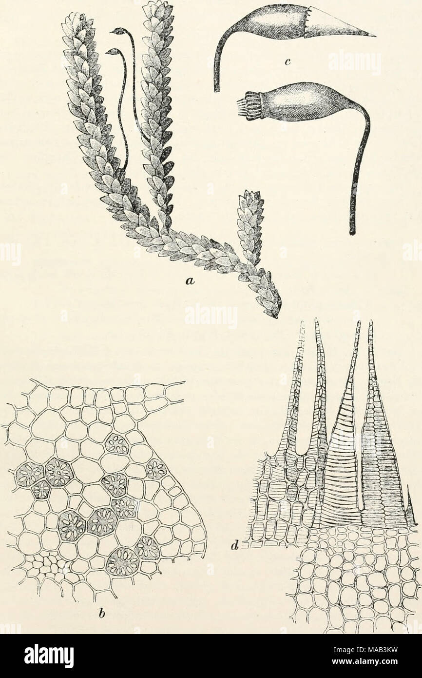 Laubmoose High Resolution Stock Photography and Images - Alamy