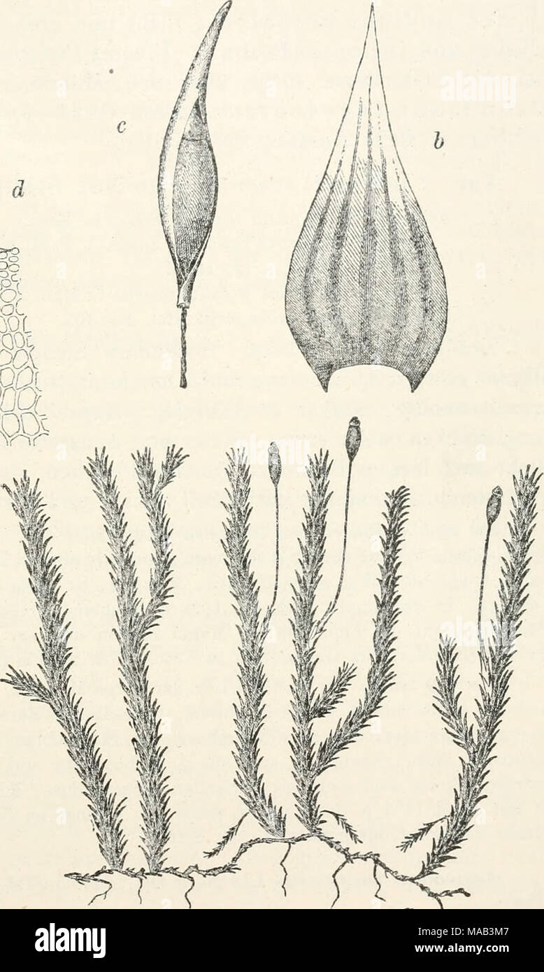 Leucodon sciuroides hi-res stock photography and images - Alamy