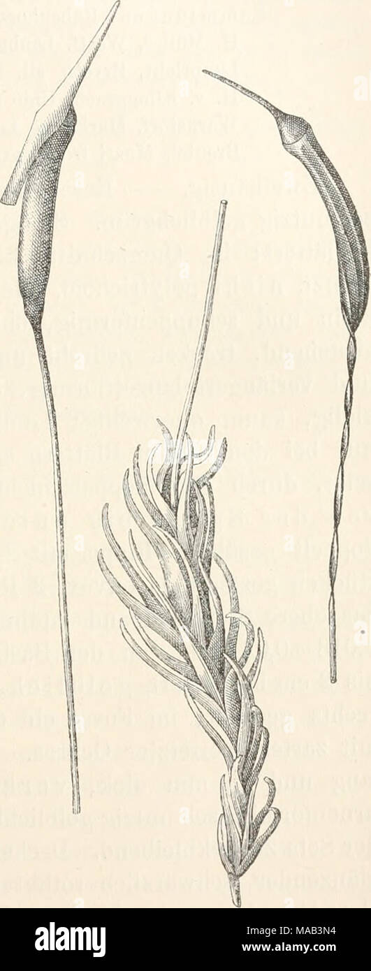 Angustata High Resolution Stock Photography and Images - Alamy