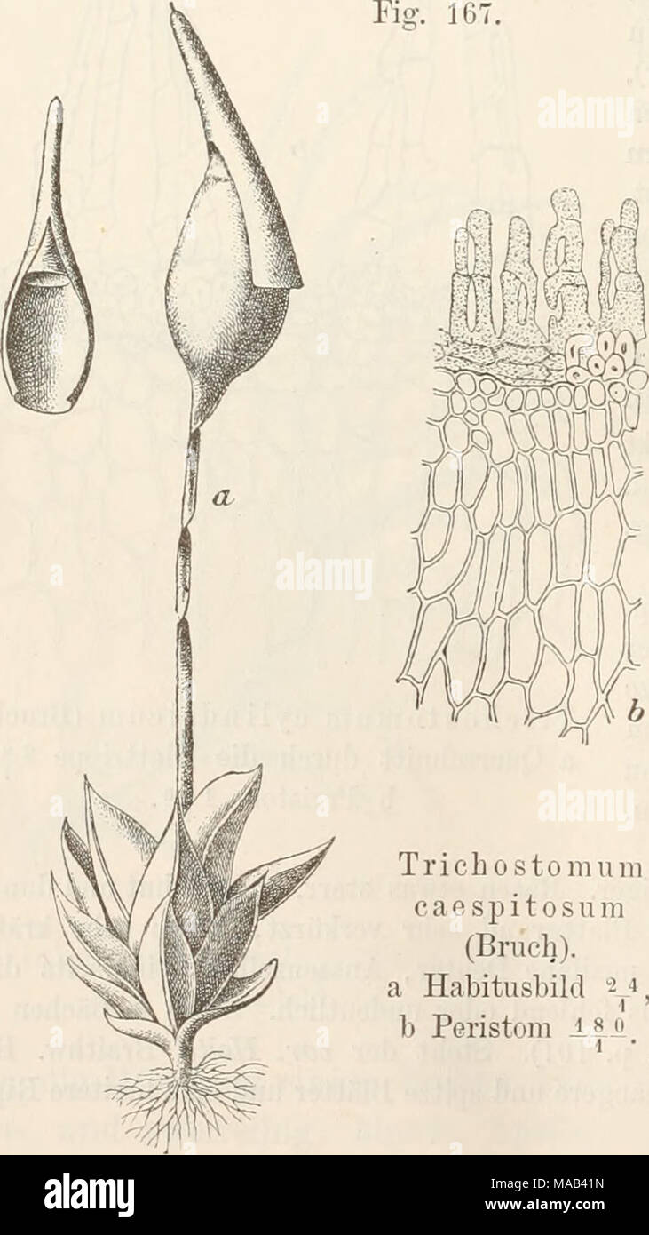 . Dr. L. Rabenhorst's Kryptogamen-Flora von Deutschland, Oesterreich ...
