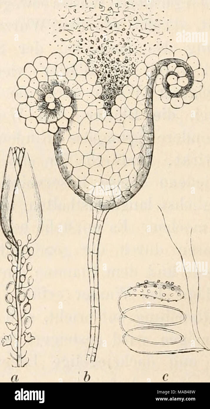 Spermatozoid hi-res stock photography and images - Alamy