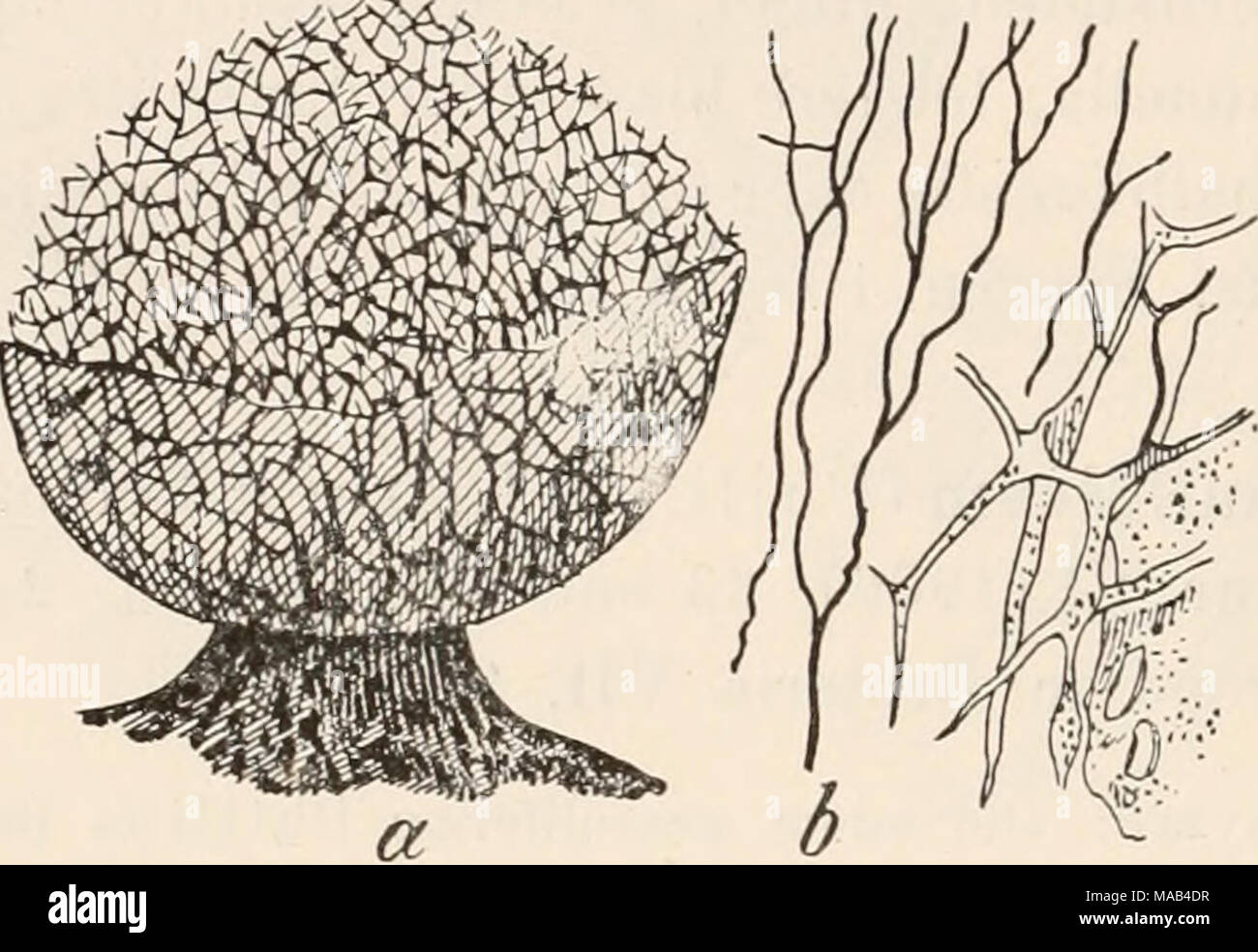 Farbloser faden hi-res stock photography and images - Alamy