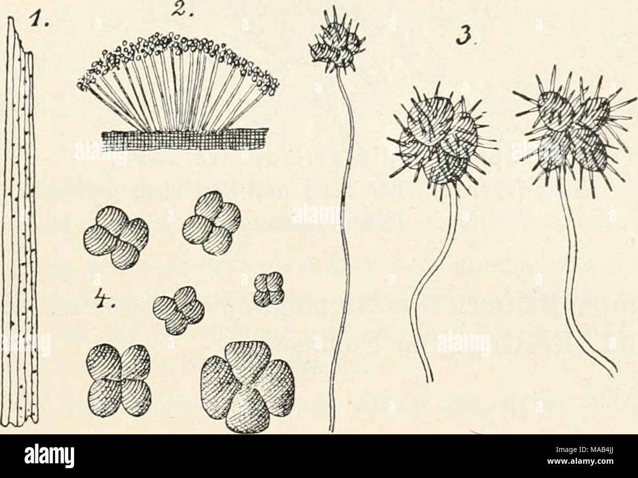 Halmen hi-res stock photography and images - Alamy