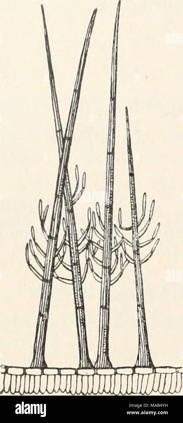 Ohne pers hi-res stock photography and images - Alamy