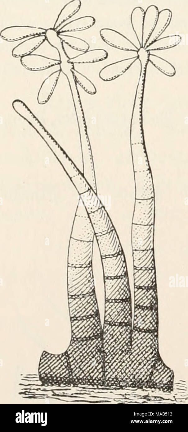 . Dr. L. Rabenhorst's Kryptogamen-Flora von Deutschland, Oesterreich ...