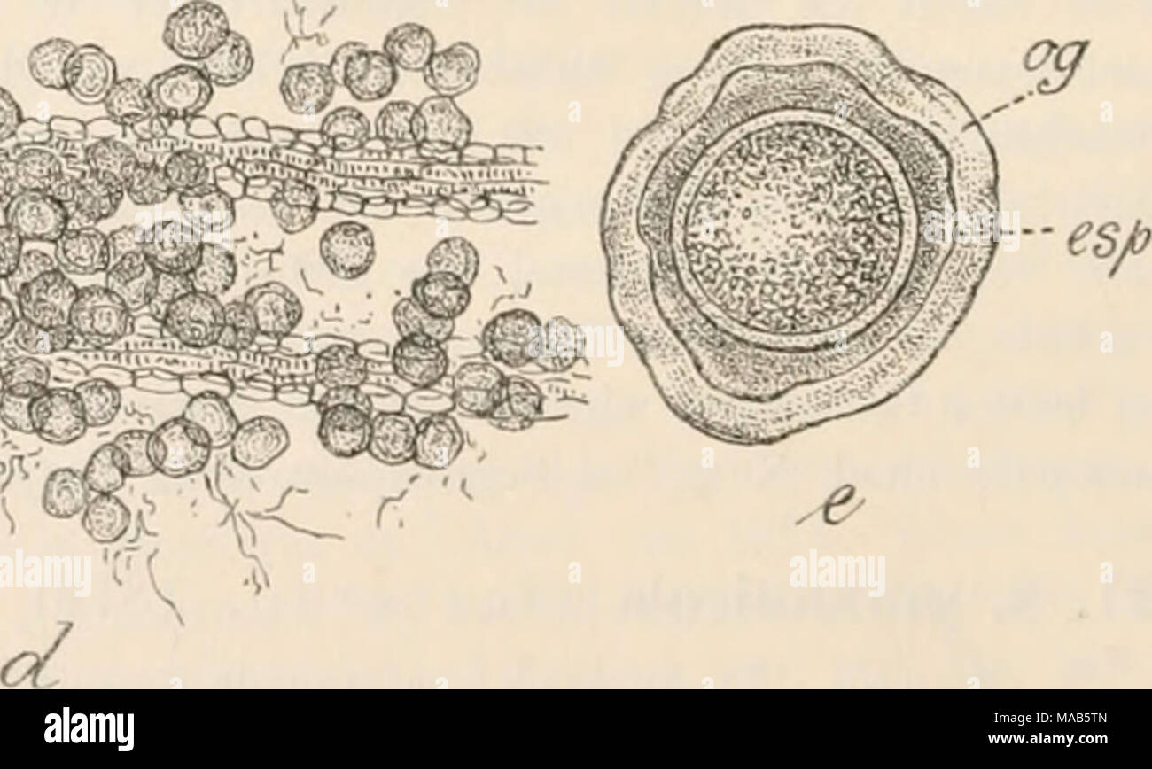 Sclerospora graminicola hi-res stock photography and images - Alamy