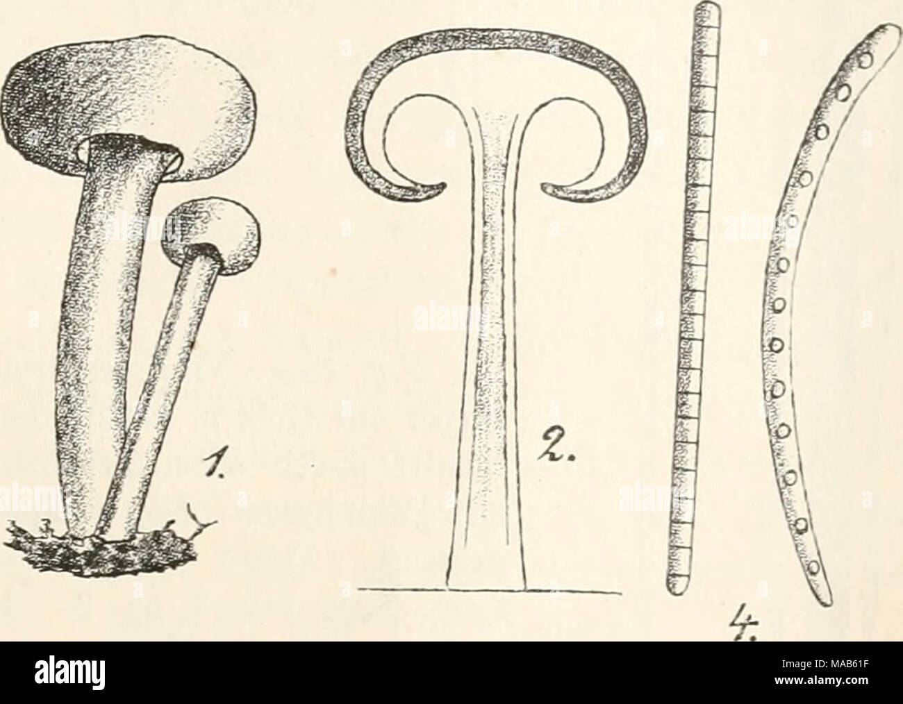 Cudonia circinans hi-res stock photography and images - Alamy