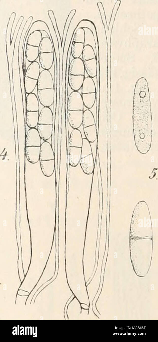 Calloria hi-res stock photography and images - Alamy