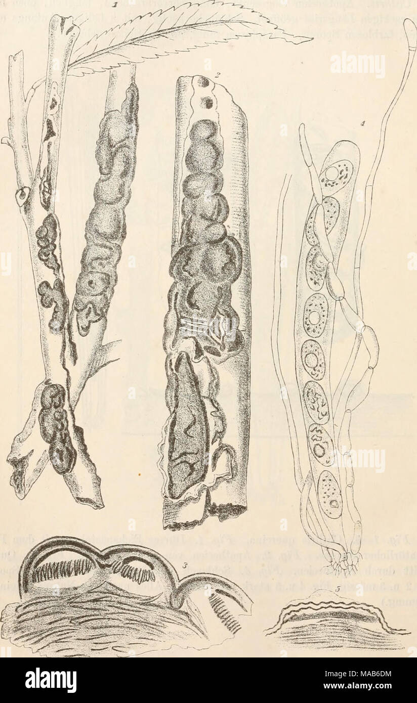 3 querschnitt hi-res stock photography and images - Alamy