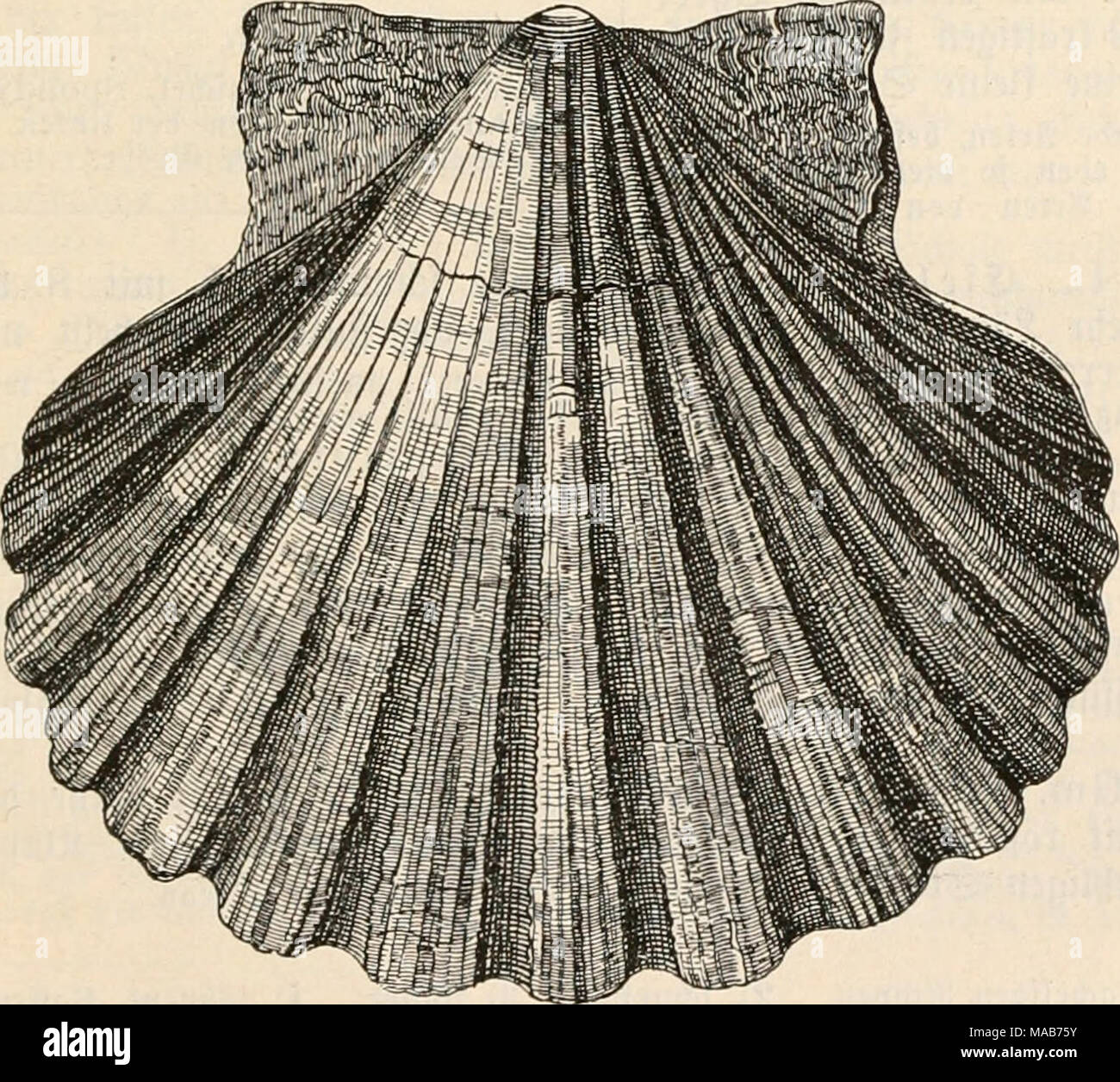 El pecten hi-res stock photography and images - Alamy