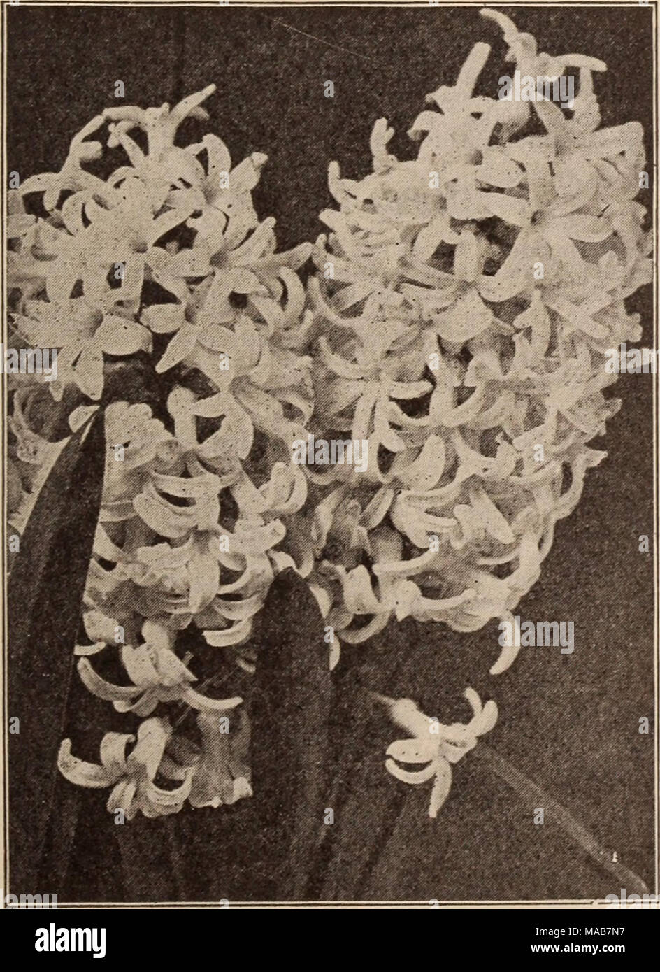 Roman hyacinths hi-res stock photography and images - Alamy