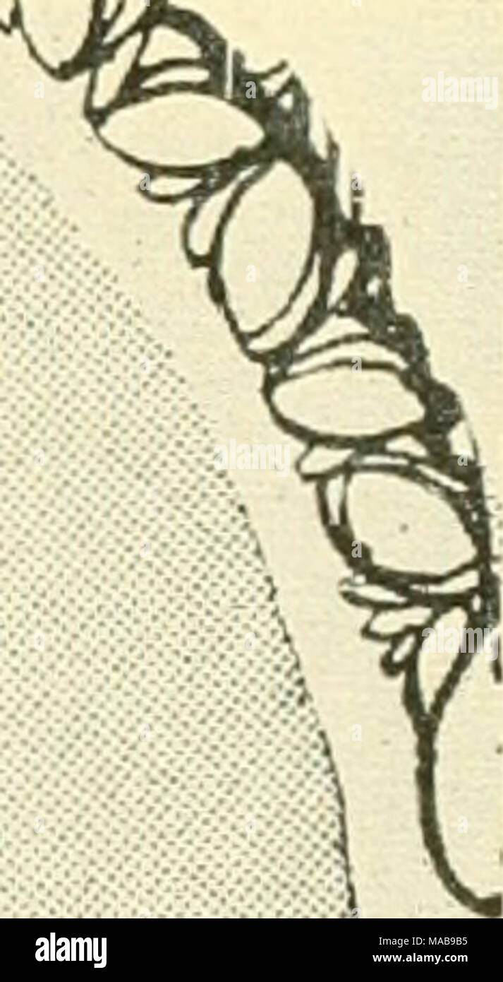 . The driving clubs of greater Boston . THISTLP: (by Nelson's Wilkes) A ...