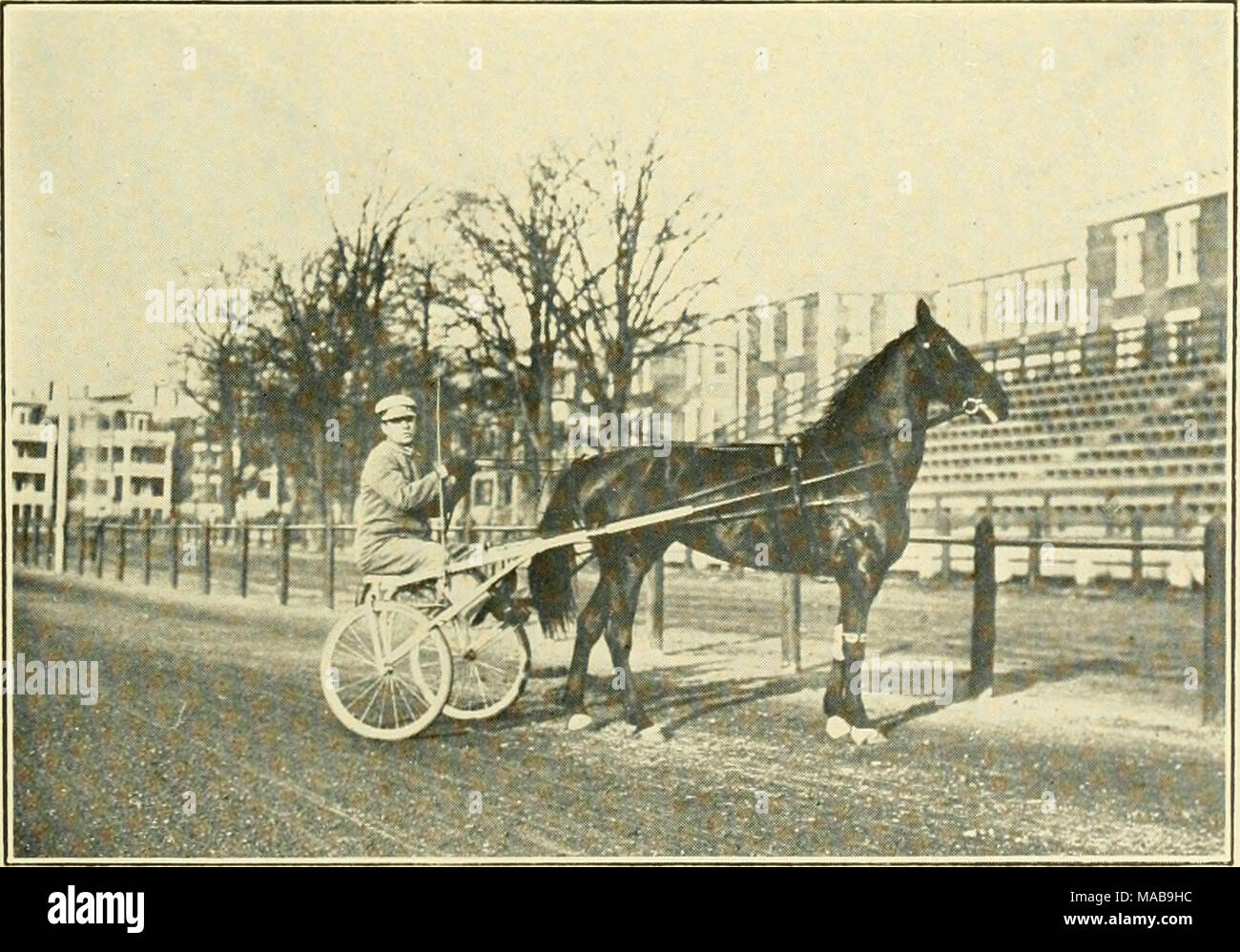 . The driving clubs of greater Boston . LADY BELLE A Popular Mare with ...