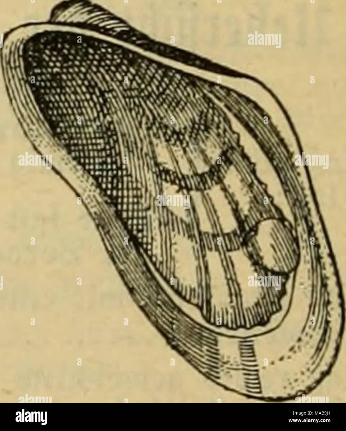 Modiolus hi-res stock photography and images - Alamy