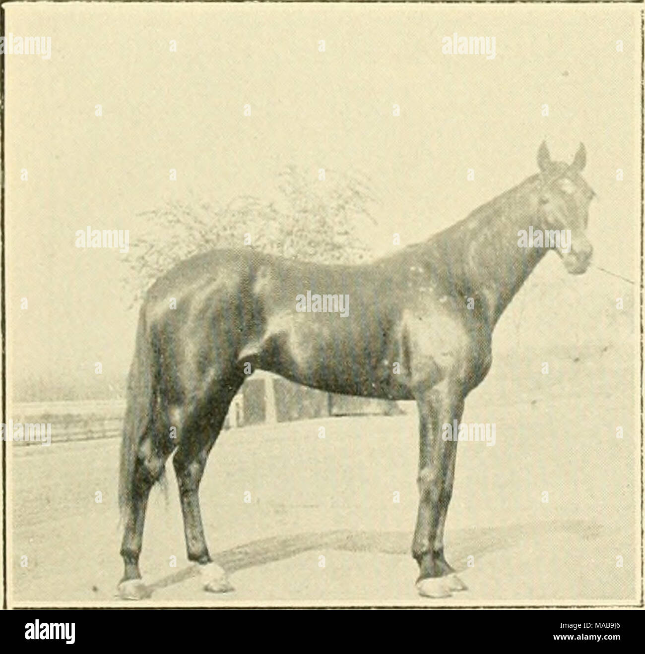 . The driving clubs of greater Boston Stock Photo - Alamy