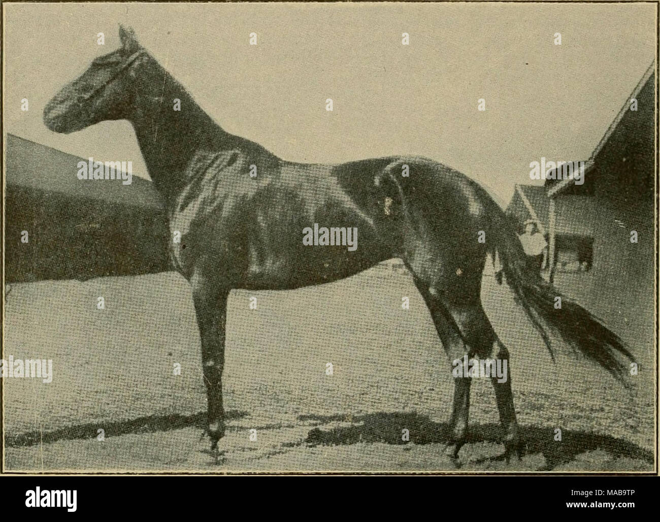 Reinsmen hi-res stock photography and images - Alamy