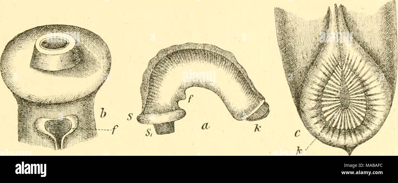 Neomenia hi-res stock photography and images - Alamy