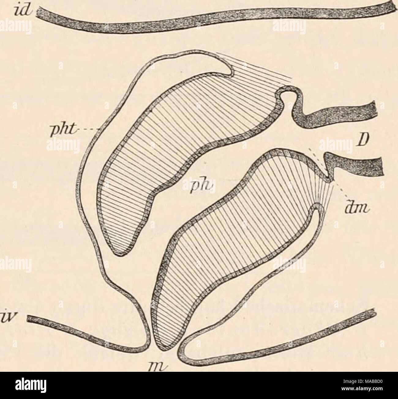 Ausbuchtung hi-res stock photography and images - Alamy