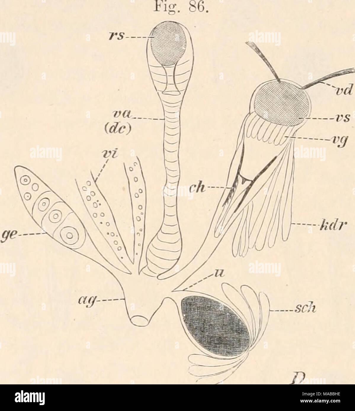 Vesicula seminalis hi-res stock photography and images - Alamy