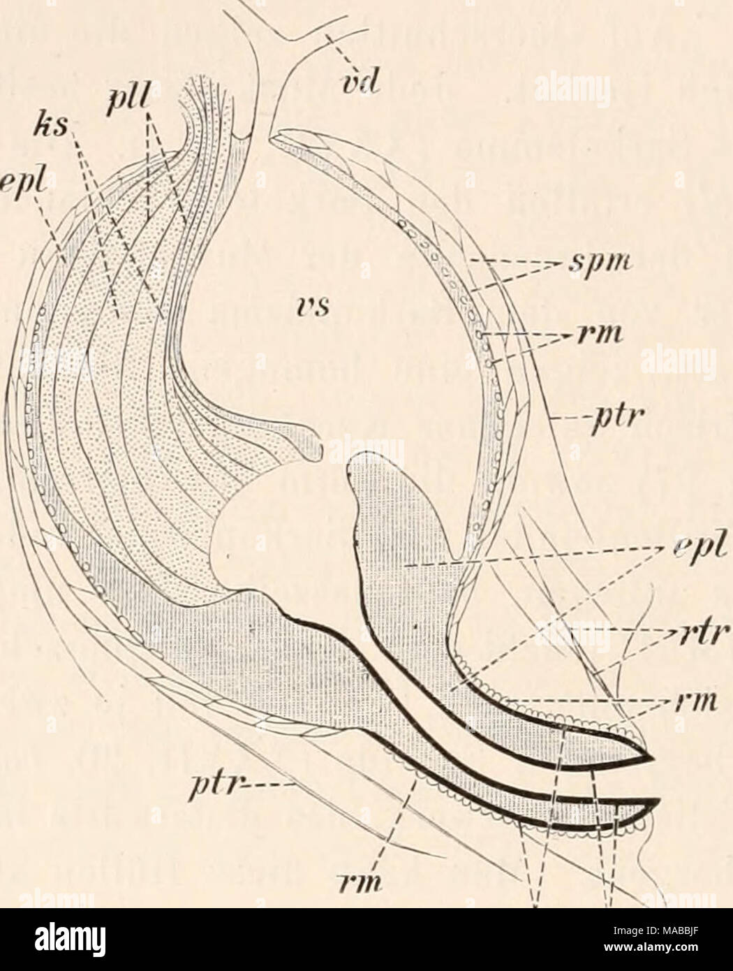 Vesicula seminalis hi-res stock photography and images - Alamy