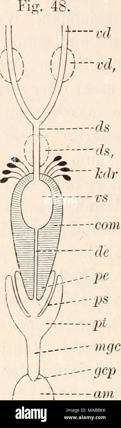 Copulations hi-res stock photography and images - Alamy