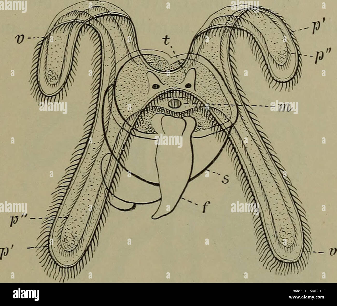 Veliger hi-res stock photography and images - Alamy