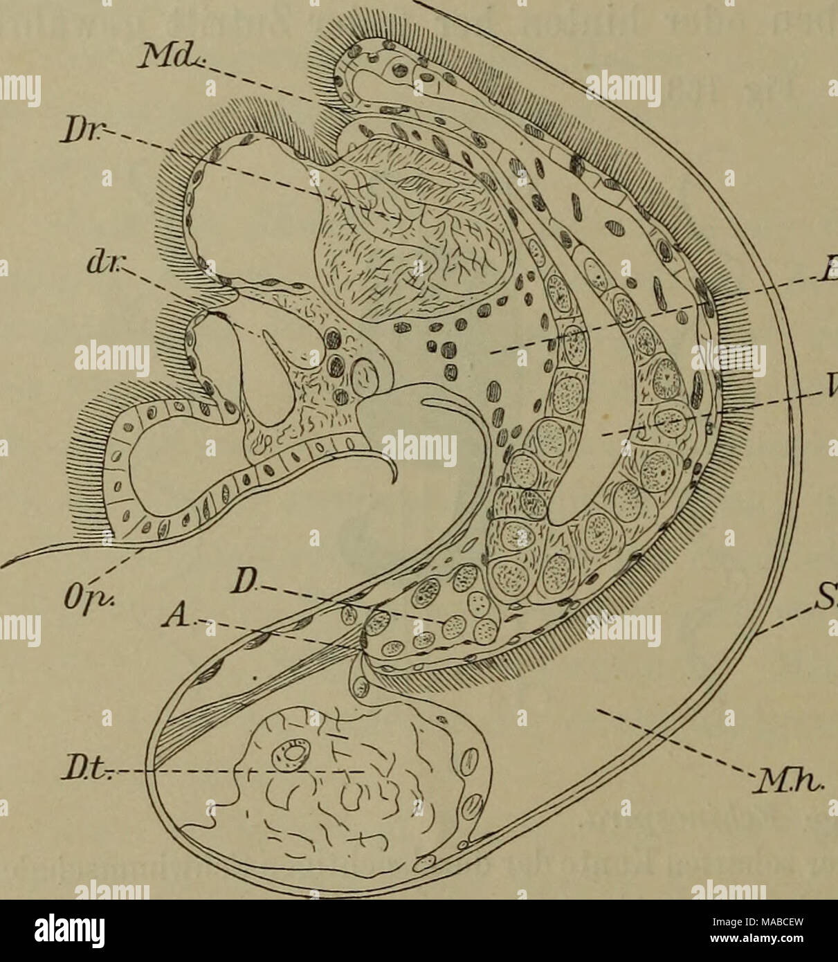 Ohne darm hi-res stock photography and images - Alamy