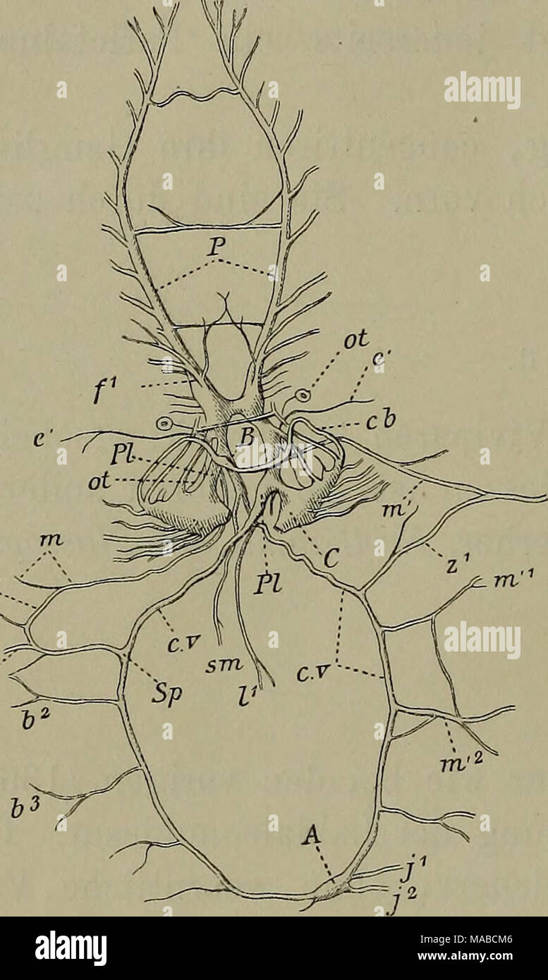 Neothauma hi-res stock photography and images - Alamy