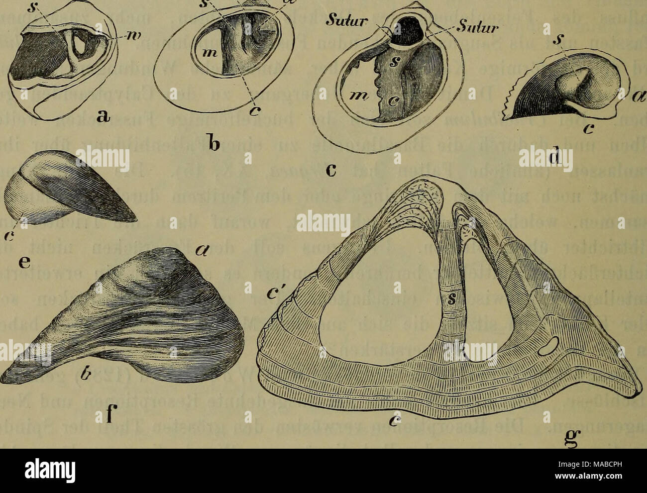 D punctulata hi-res stock photography and images - Alamy