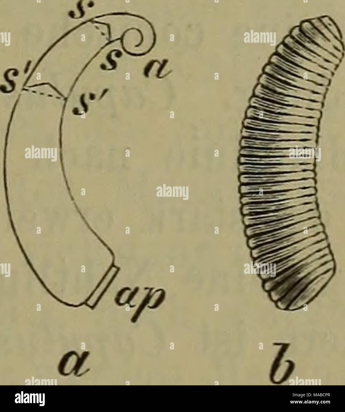 Septen hi-res stock photography and images - Alamy