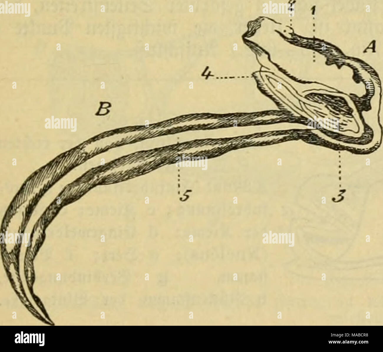 Appendicularia flagellum hi-res stock photography and images - Alamy