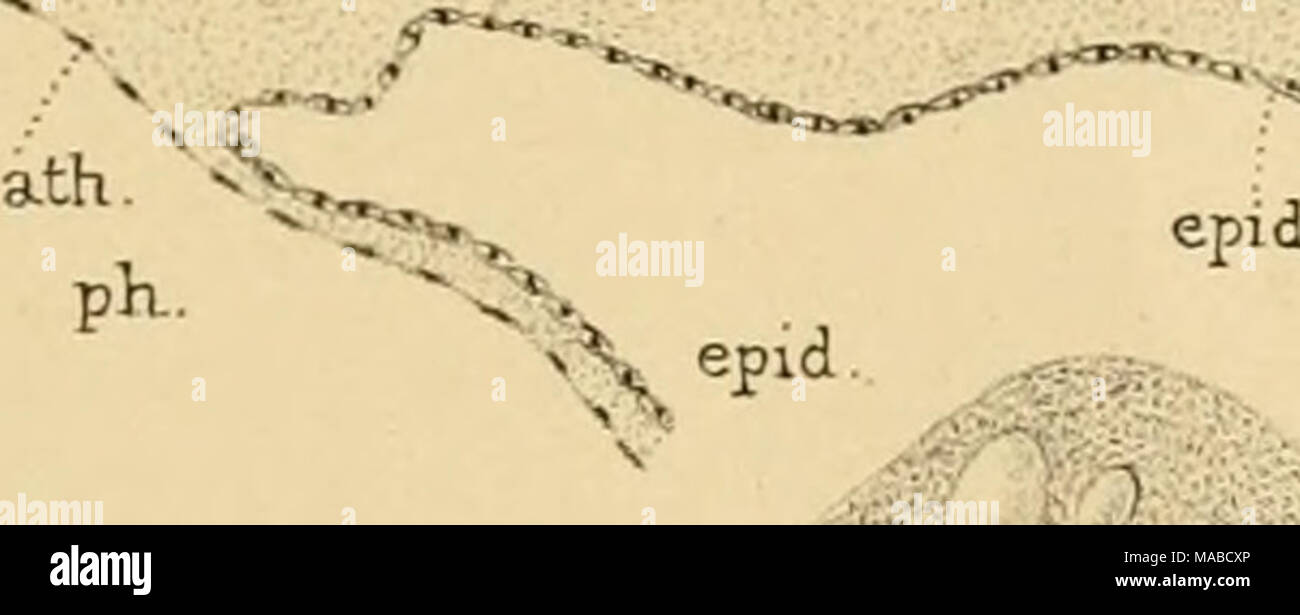 Kingdom animalia classification chart hi-res stock photography and ...