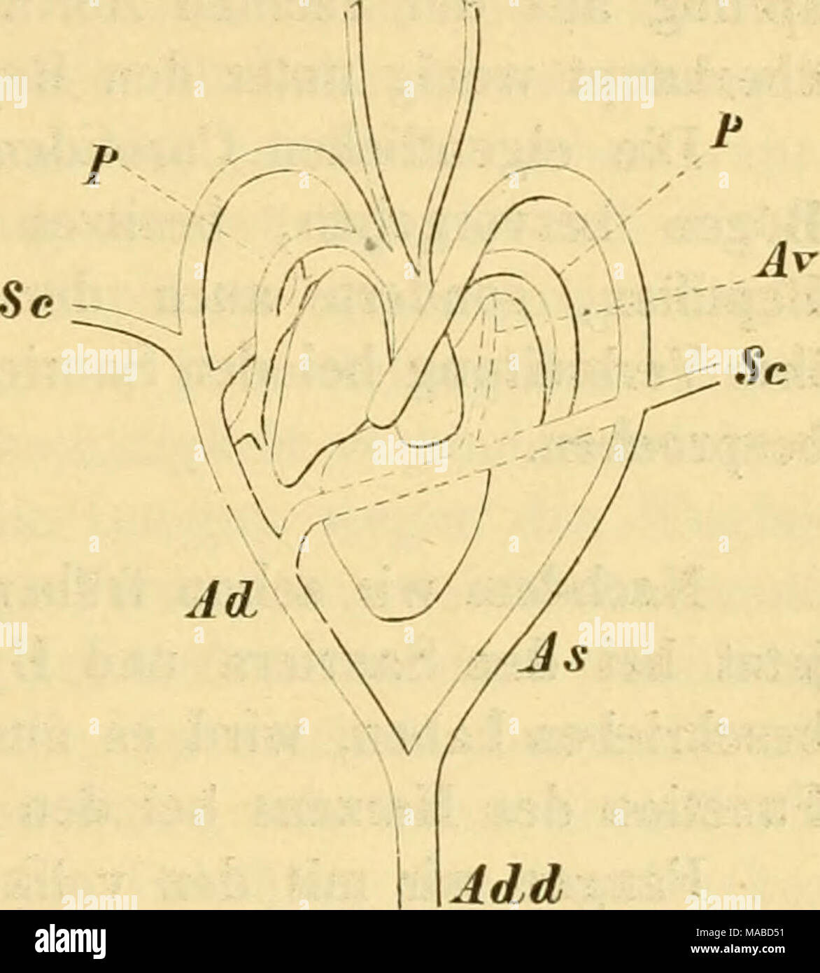 Kingdom animalia classification chart hi-res stock photography and ...