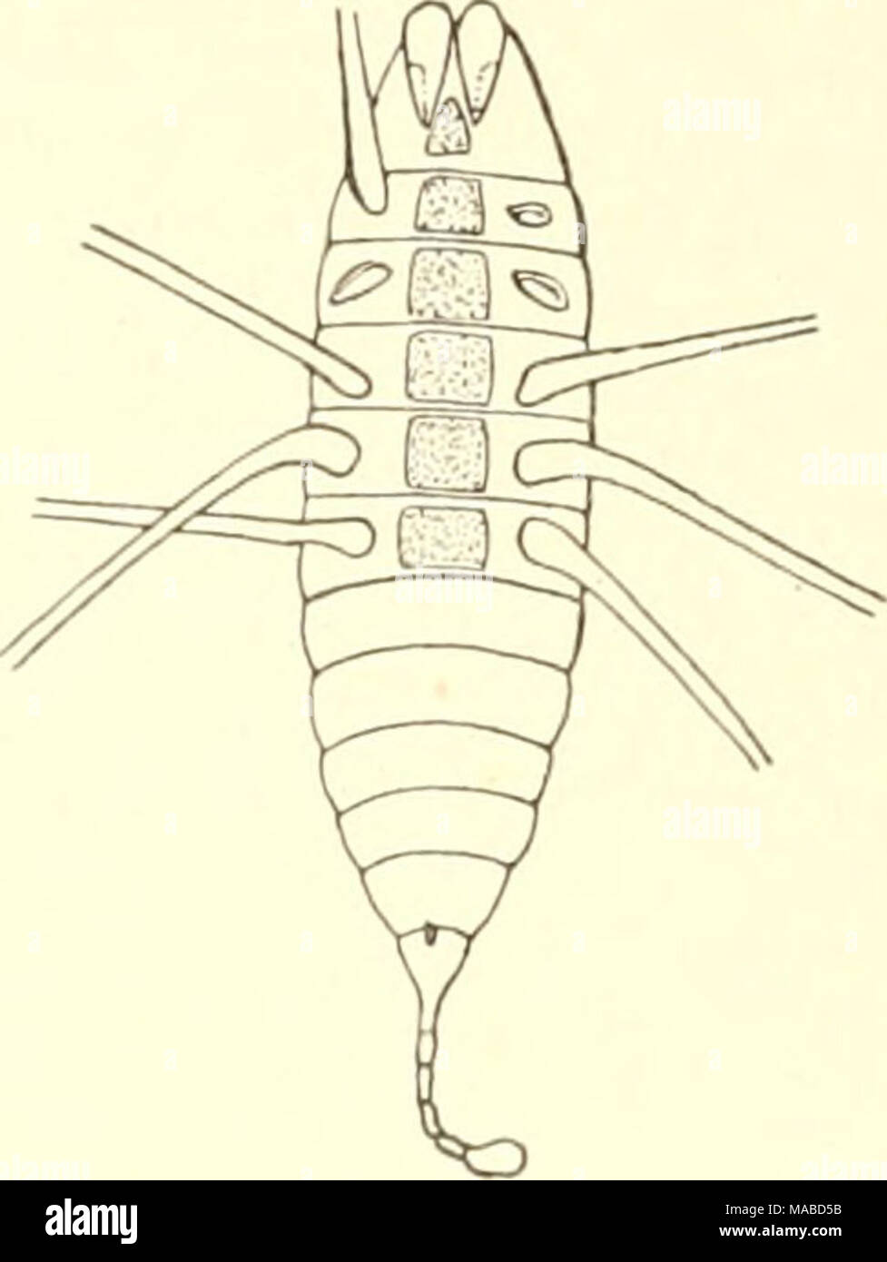 Palpigrade hi-res stock photography and images - Alamy