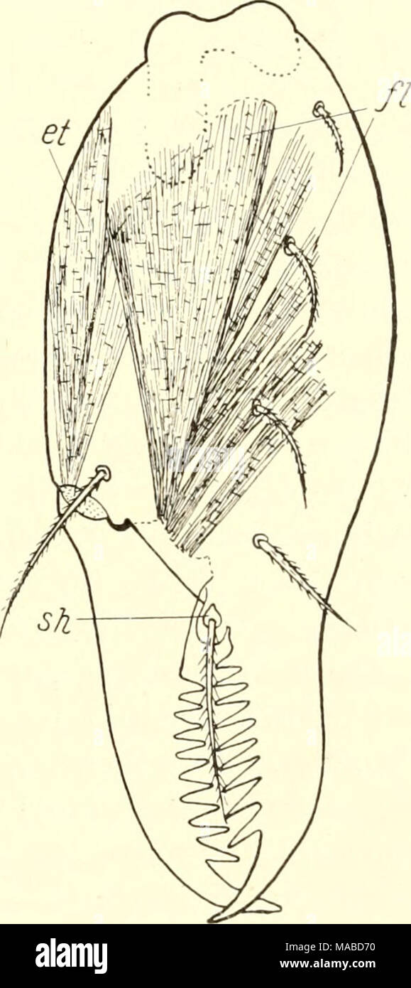 Chelicere hi-res stock photography and images - Alamy