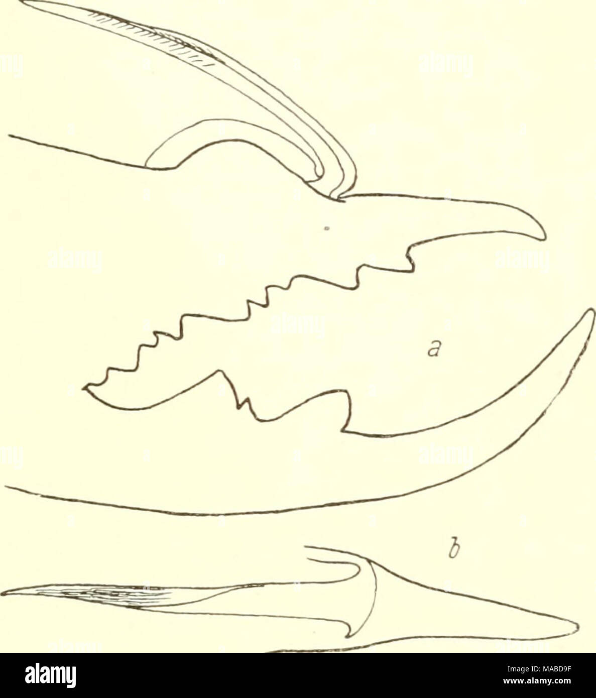 Chelicere hi-res stock photography and images - Alamy