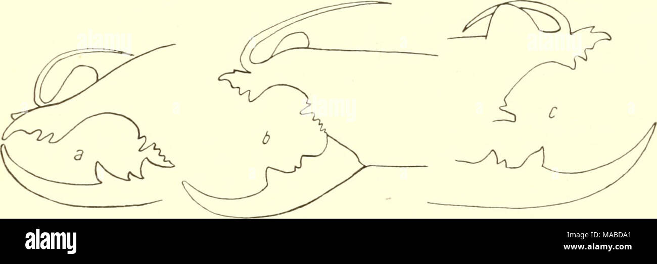 Chelicere hi-res stock photography and images - Alamy