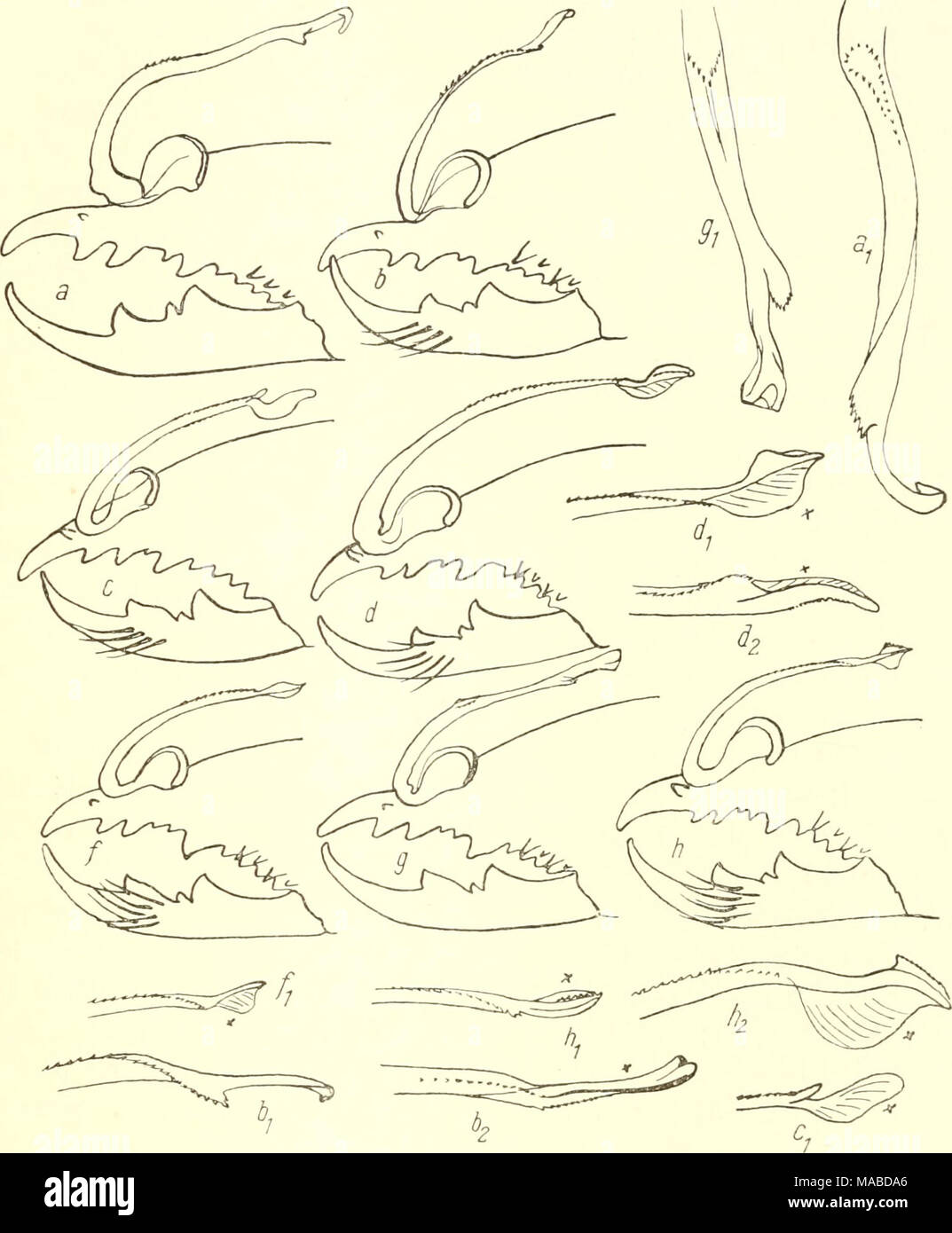 Dr puga hi-res stock photography and images - Alamy