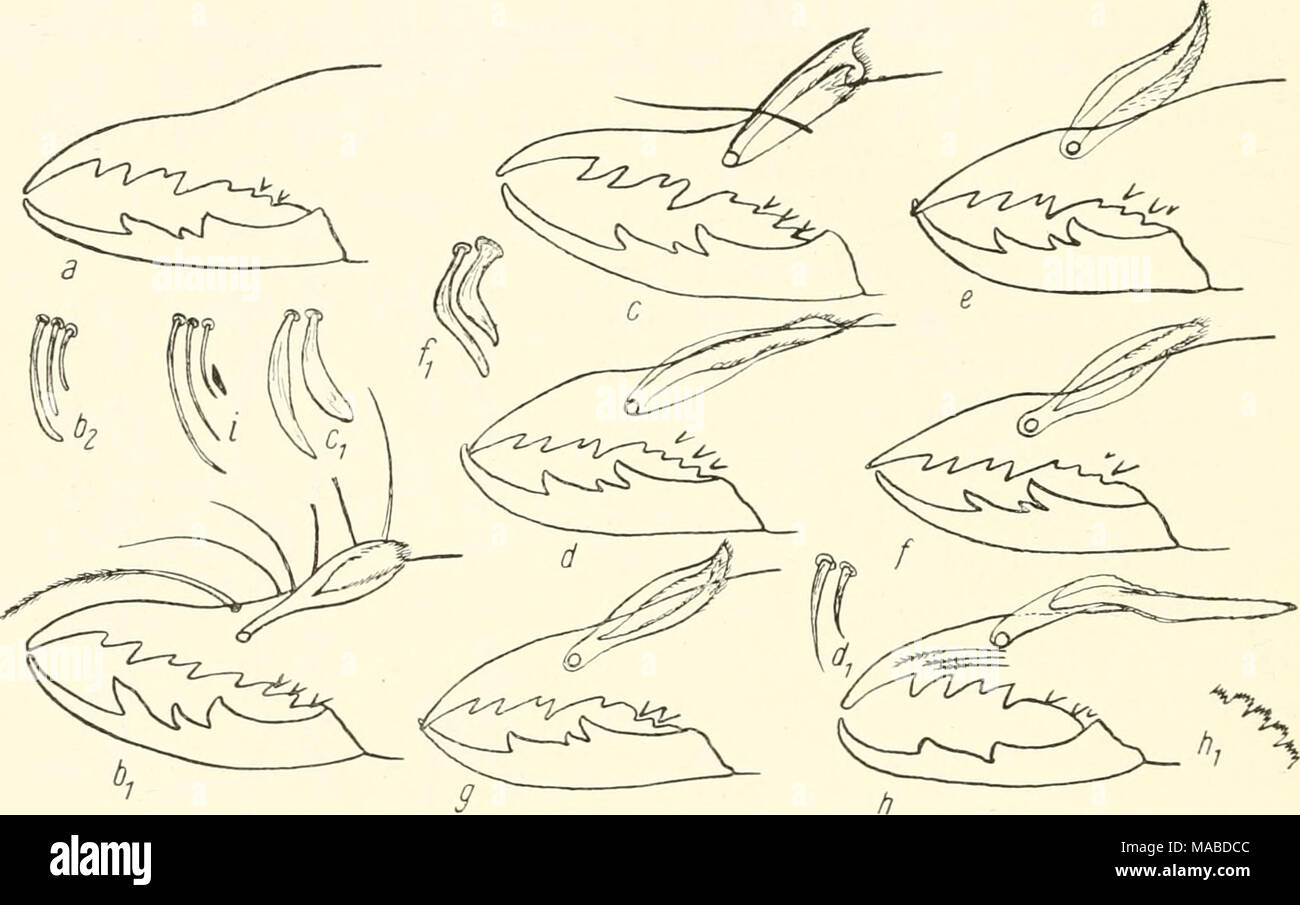 Chelicere High Resolution Stock Photography and Images - Alamy