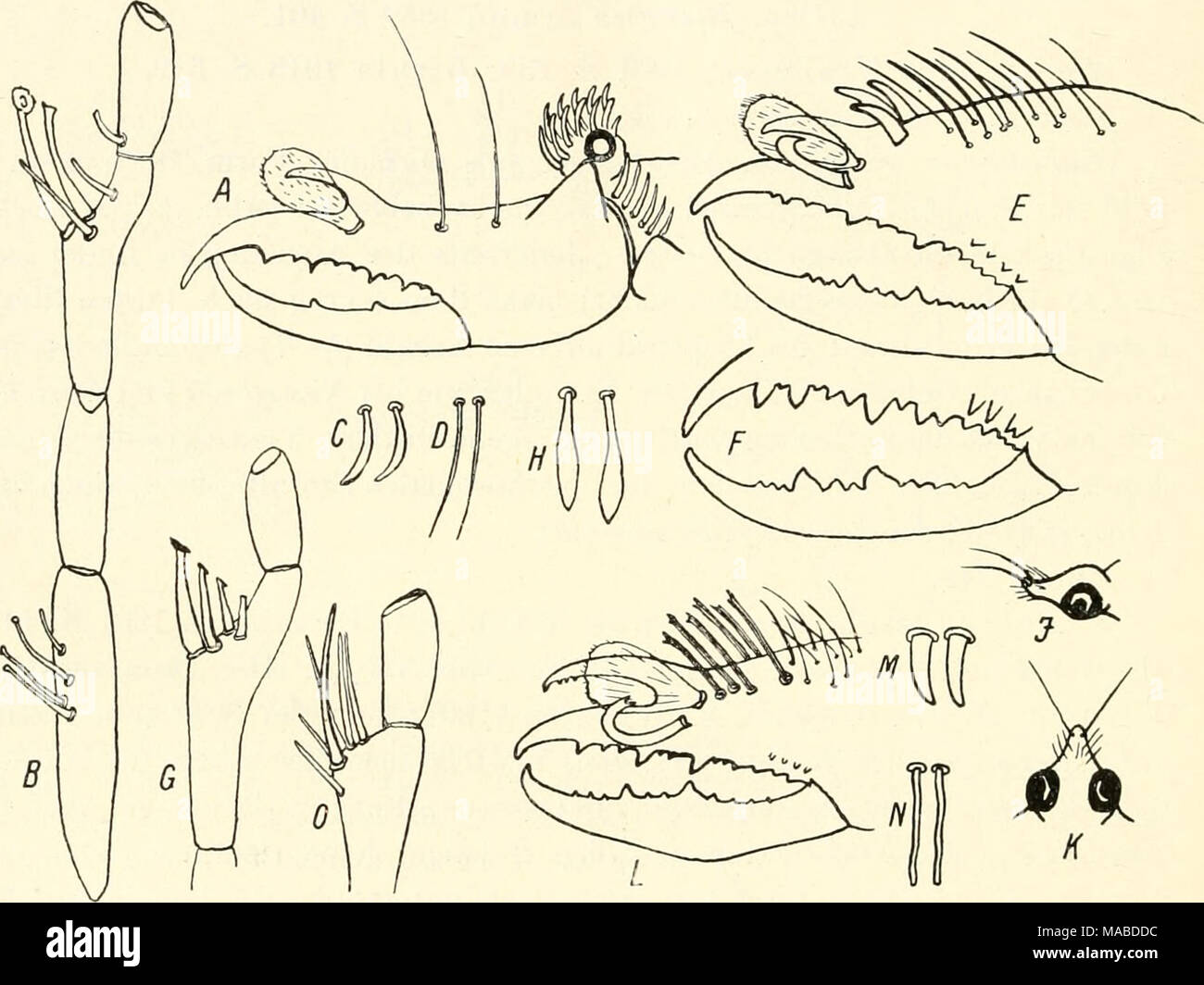 Letourneuxi High Resolution Stock Photography and Images - Alamy